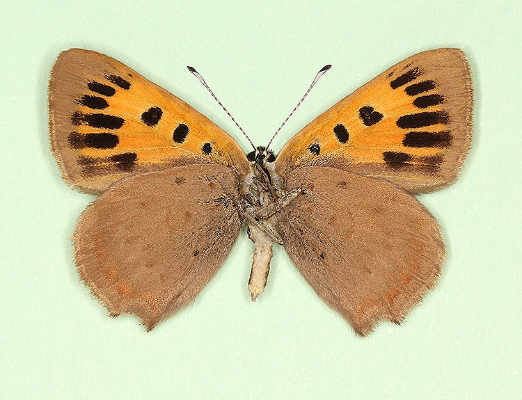 Small Copper (Lycaena phlaeas) butterfly aberrations