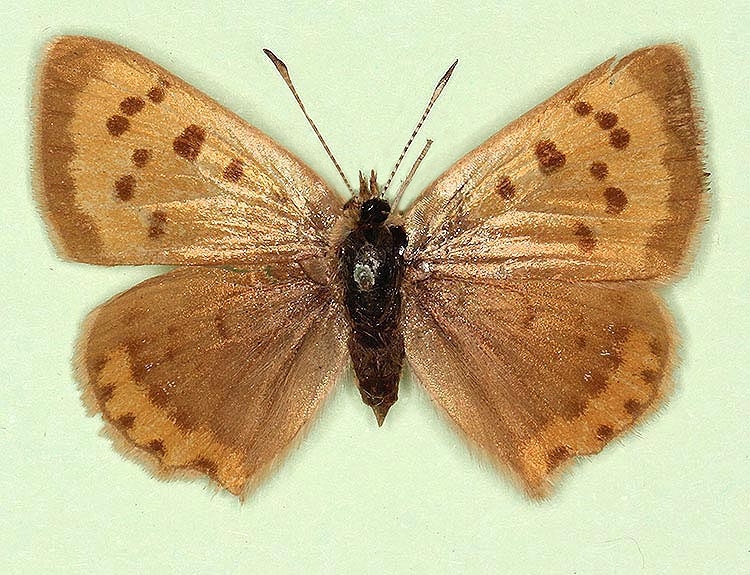 Small Copper (Lycaena phlaeas) butterfly aberrations