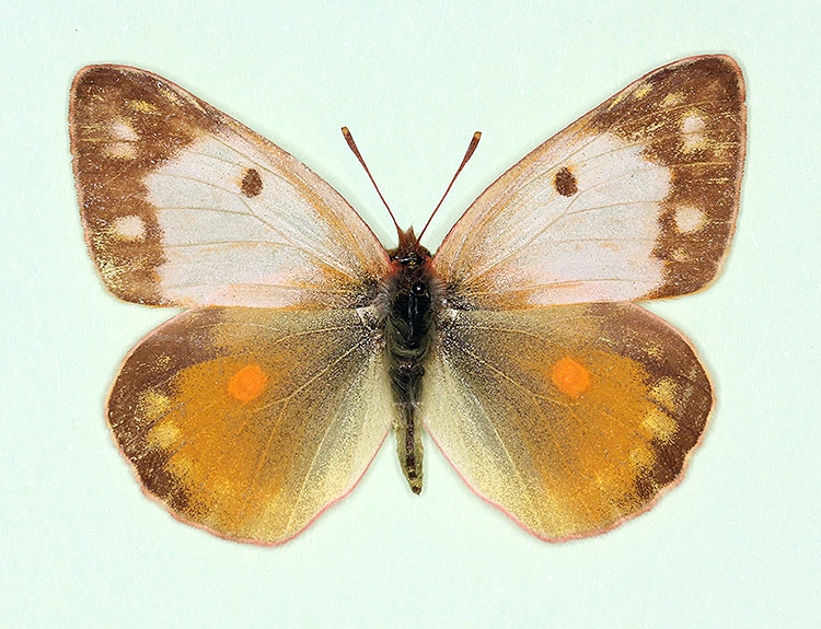 Clouded Yellow (Colias croceus) butterfly aberrations