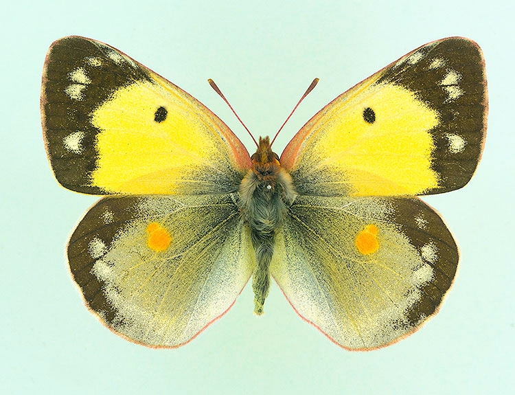 Clouded Yellow (Colias croceus) butterfly aberrations