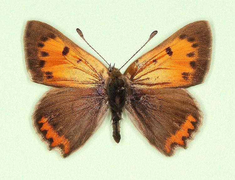 Small Copper (Lycaena phlaeas) butterfly aberrations