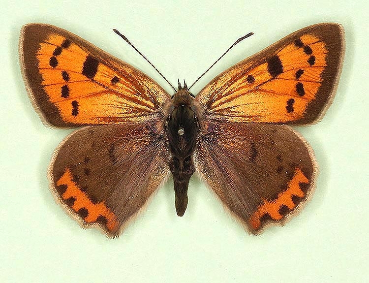 Small Copper (Lycaena phlaeas) butterfly aberrations