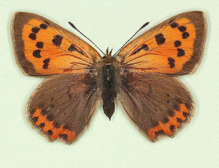 Small Copper (Lycaena phlaeas) butterfly aberrations