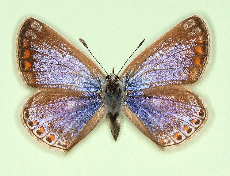 Common Blue (Polyommatus (Lysandra) icarus) butterfly aberrations
