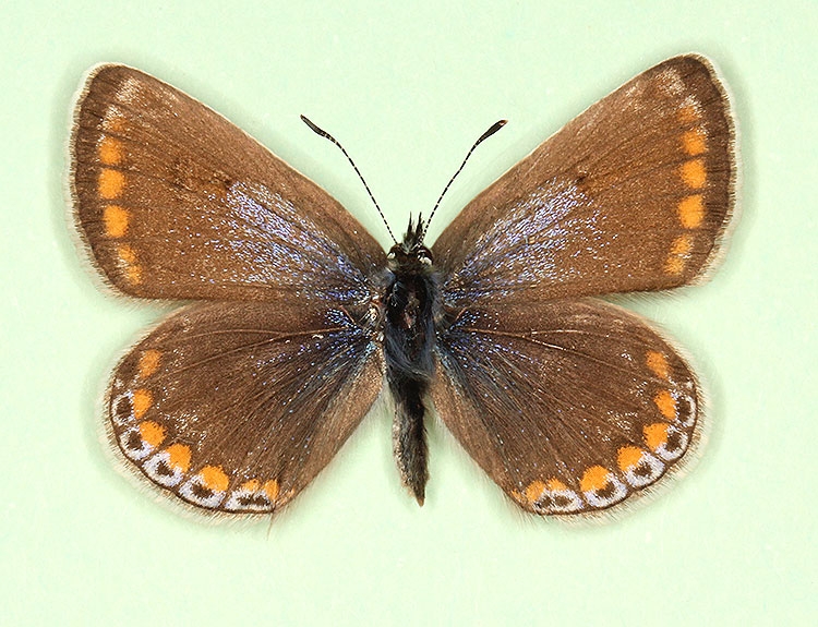 Common Blue (Polyommatus (Lysandra) icarus) butterfly aberrations