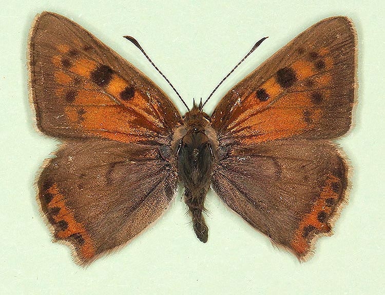 Small Copper (Lycaena phlaeas) butterfly aberrations