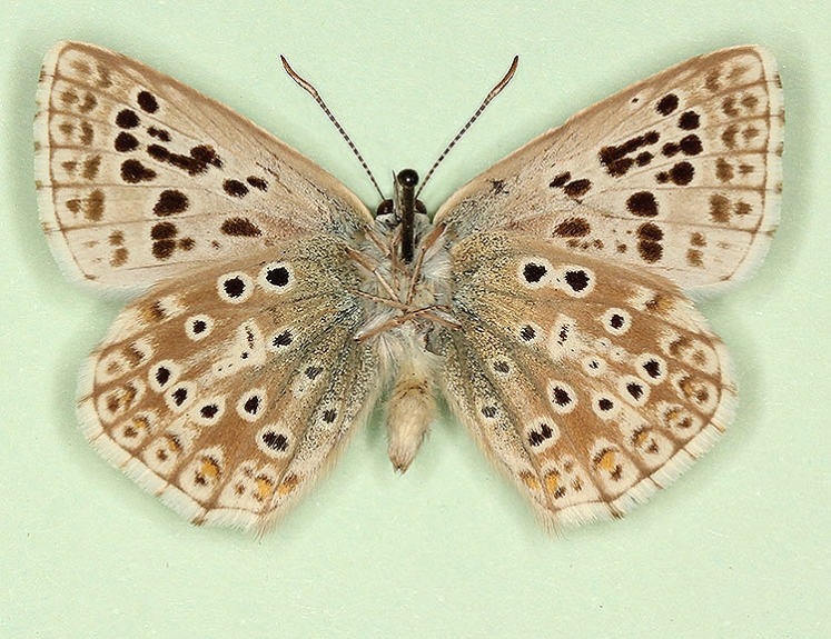 Chalkhill Blue (Polyommatus (Lysandra) coridon) butterfly aberrations