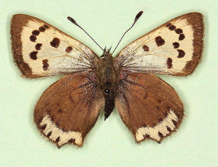 Small Copper (Lycaena phlaeas) butterfly aberrations
