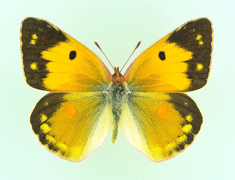Clouded Yellow (Colias croceus) butterfly aberrations