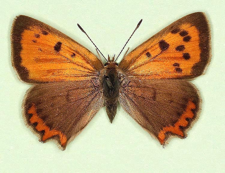 Small Copper (Lycaena phlaeas) butterfly aberrations