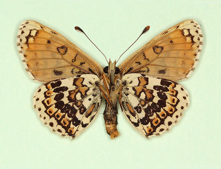 Glanville Fritillary (Melitaea cinxia) butterfly aberrations