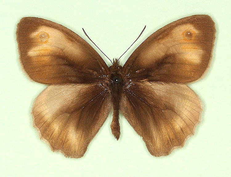 Meadow Brown (Maniola jurtina) butterfly aberrations