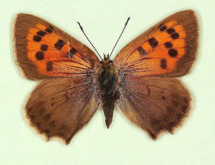 Small Copper (Lycaena phlaeas) butterfly aberrations