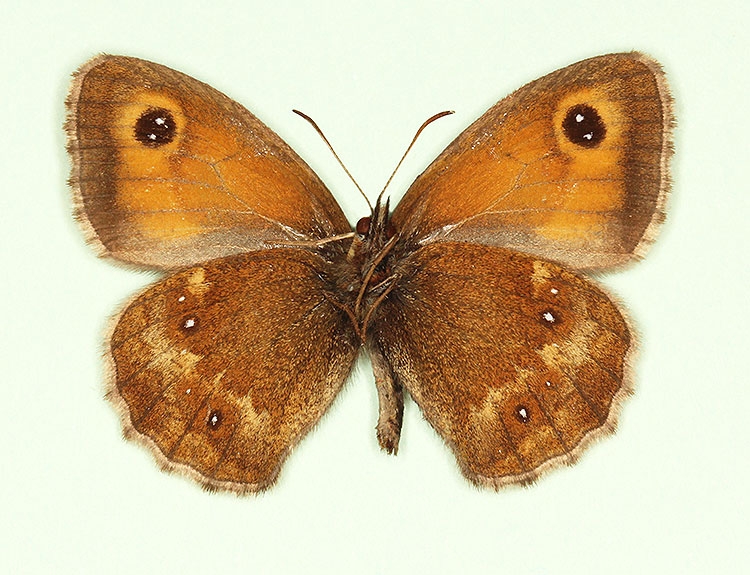 Gatekeeper (Pyronia tithonus) butterfly aberrations