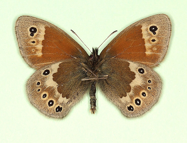 Large heath (Coenonympha tullia) butterfly aberrations