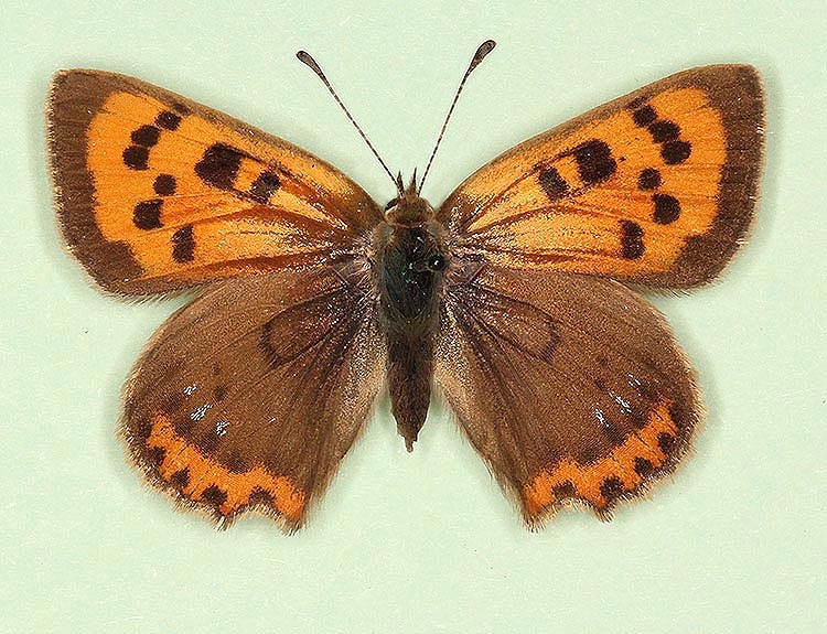 Small Copper (Lycaena phlaeas) butterfly aberrations