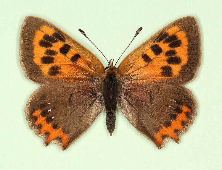 Small Copper (Lycaena phlaeas) butterfly aberrations