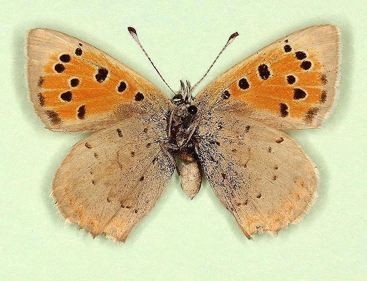 Small Copper (Lycaena phlaeas) butterfly aberrations