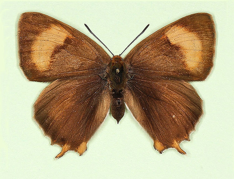 Brown Hairstreak (Thecla betulae) butterfly aberrations