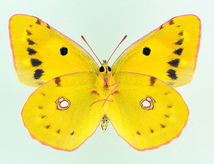 Clouded Yellow (Colias croceus) butterfly aberrations