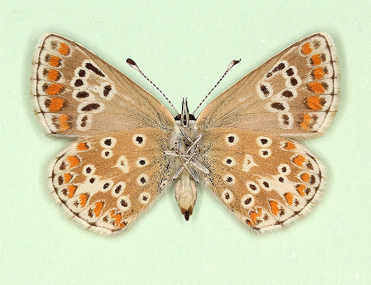 Brown Argus (Aricia agestis) butterfly aberrations