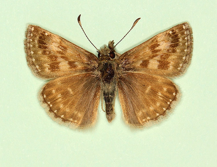 Dingy Skipper (Erynnis tages) butterfly aberrations