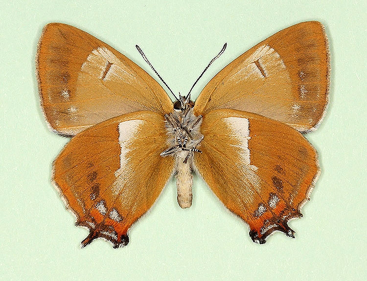 Brown Hairstreak (Thecla betulae) butterfly aberrations