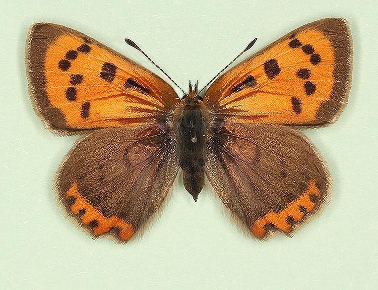 Small Copper (Lycaena phlaeas) butterfly aberrations