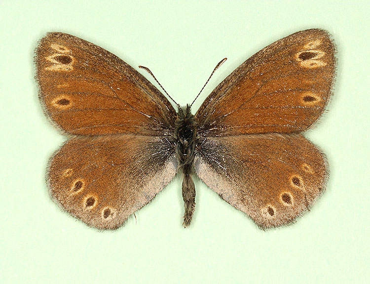 Large heath (Coenonympha tullia) butterfly aberrations