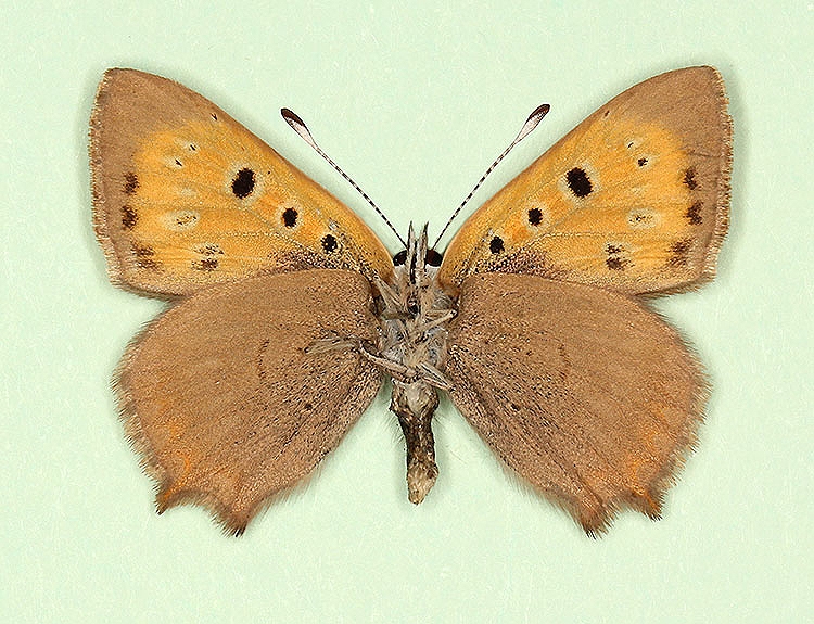 Small Copper (Lycaena phlaeas) butterfly aberrations