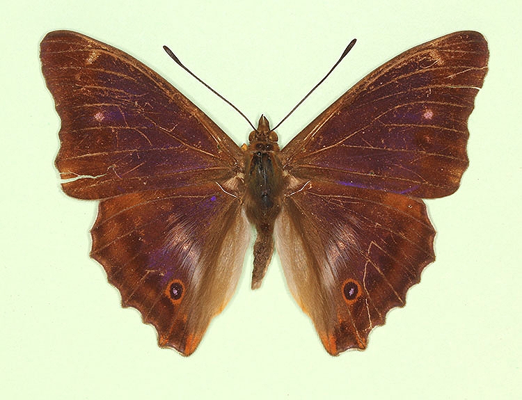 Purple Emperor (Apatura iris) butterfly aberrations