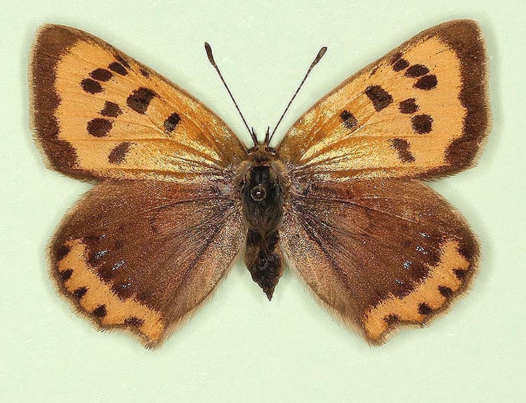 Small Copper (Lycaena phlaeas) butterfly aberrations