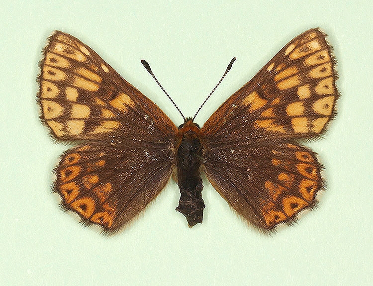 Duke of Burgundy (Hamearis lucina) butterfly aberrations