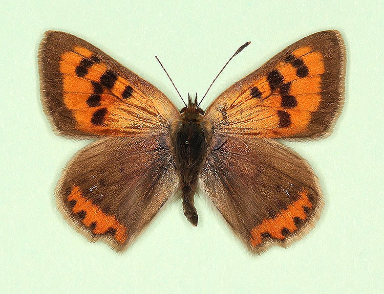 Small Copper (Lycaena phlaeas) butterfly aberrations