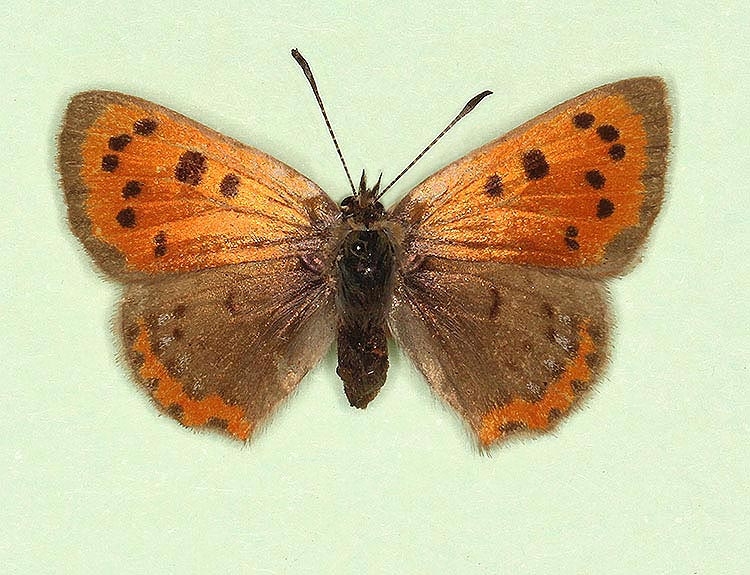 Small Copper (Lycaena phlaeas) butterfly aberrations