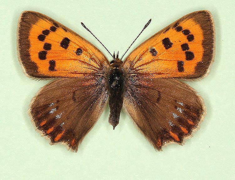 Small Copper (Lycaena phlaeas) butterfly aberrations