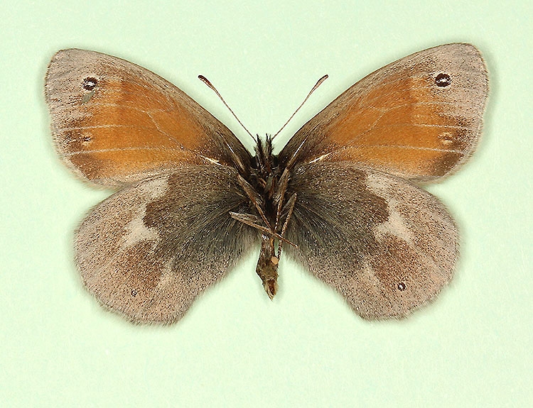 Large heath (Coenonympha tullia) butterfly aberrations