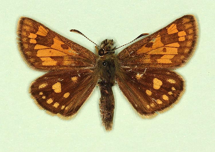 Chequered Skipper (Carterocephalus palaemon) butterfly aberrations
