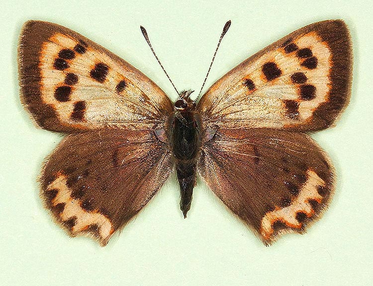 Small Copper (Lycaena phlaeas) butterfly aberrations