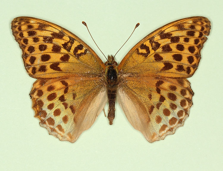 Silver-washed Fritillary (Argynnis paphia) butterfly aberrations