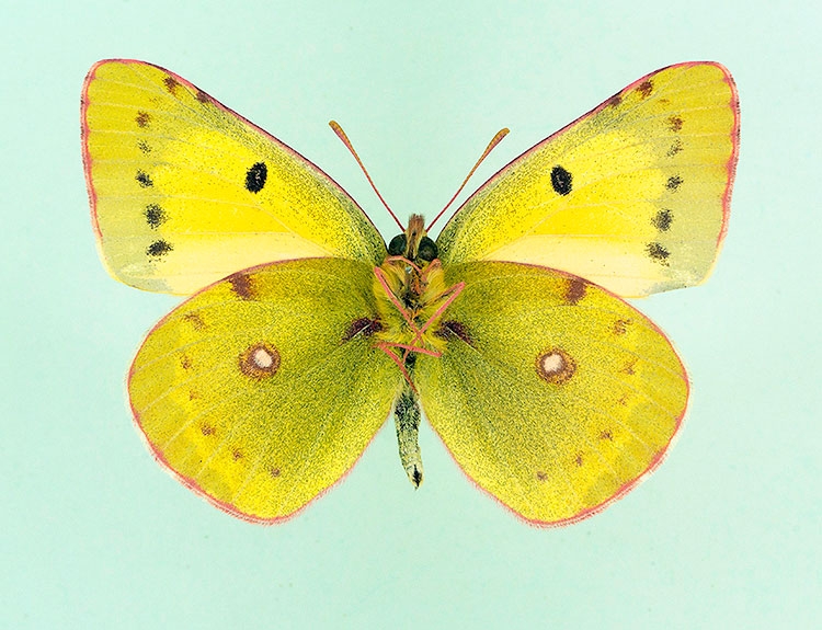 Clouded Yellow (Colias croceus) butterfly aberrations