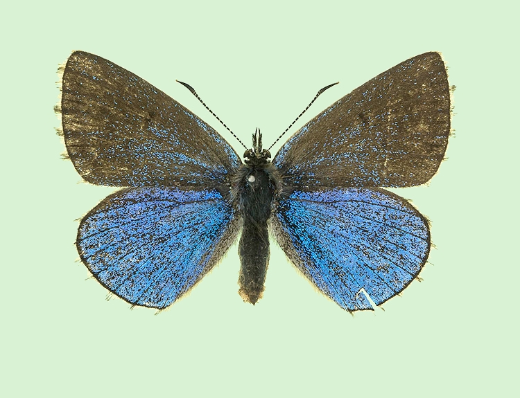 Adonis Blue (Polyommatus (Lysandra) bellargus) butterfly aberrations
