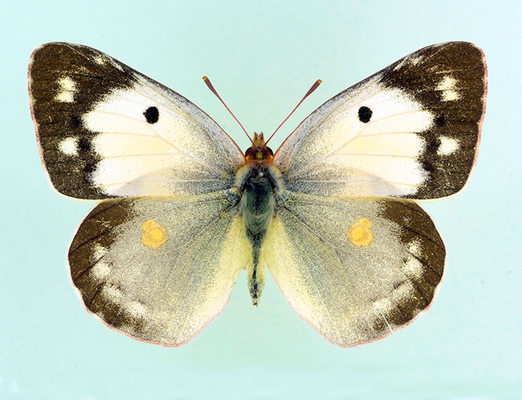 Clouded Yellow (Colias croceus) butterfly aberrations
