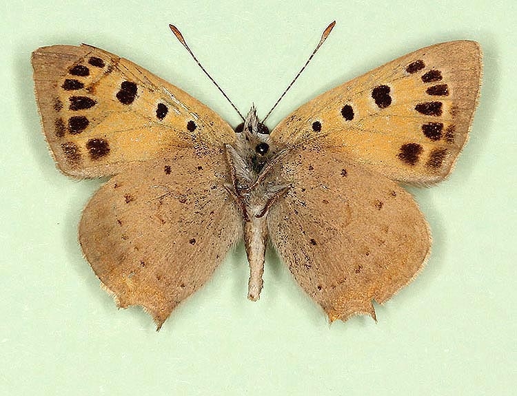 Small Copper (Lycaena phlaeas) butterfly aberrations
