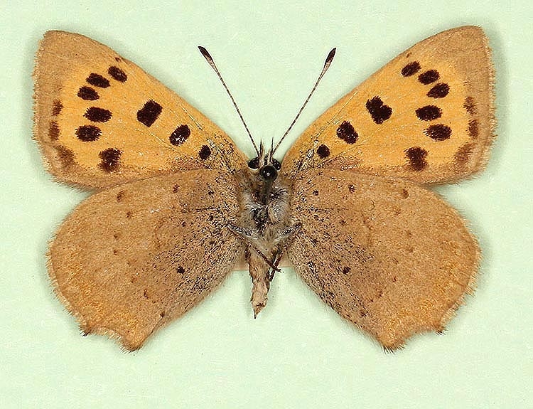 Small Copper (Lycaena phlaeas) butterfly aberrations