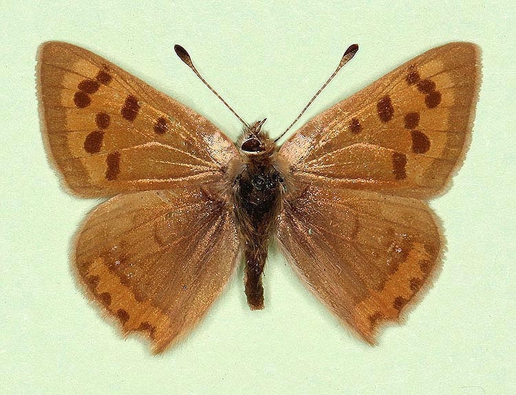 Small Copper (Lycaena phlaeas) butterfly aberrations