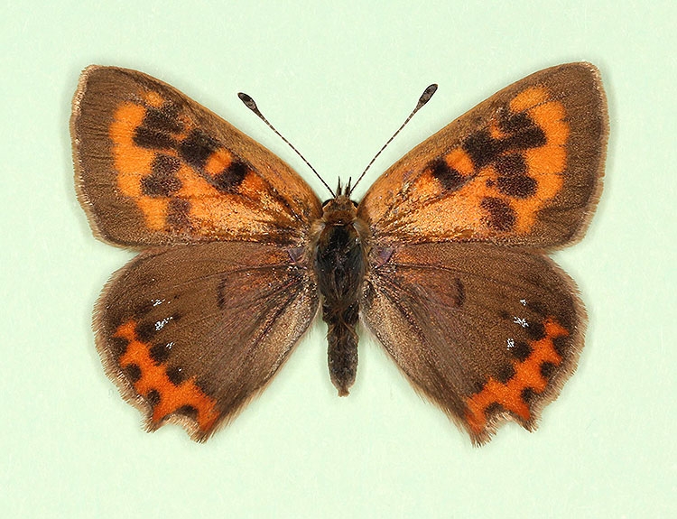 Small Copper (Lycaena phlaeas) butterfly aberrations