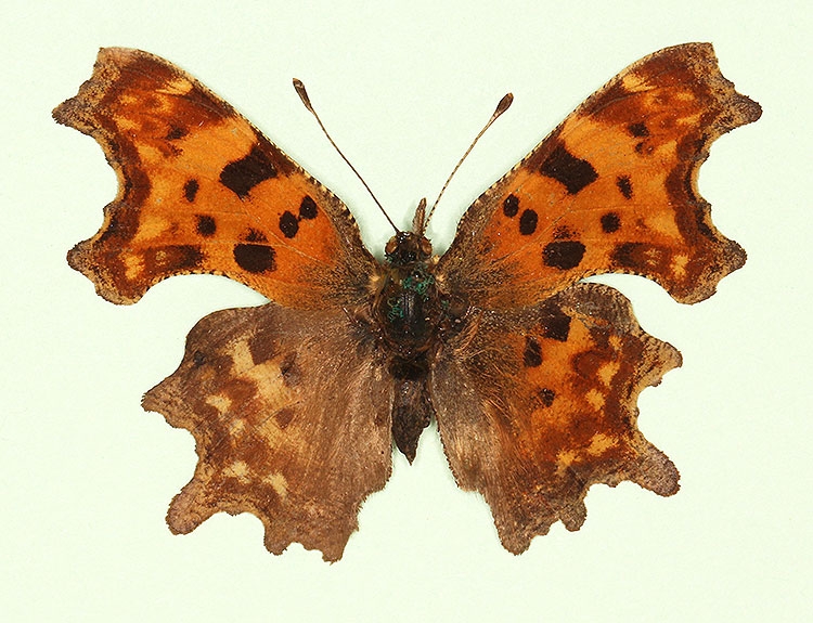 Comma (Polygonia c-album) butterfly aberrations