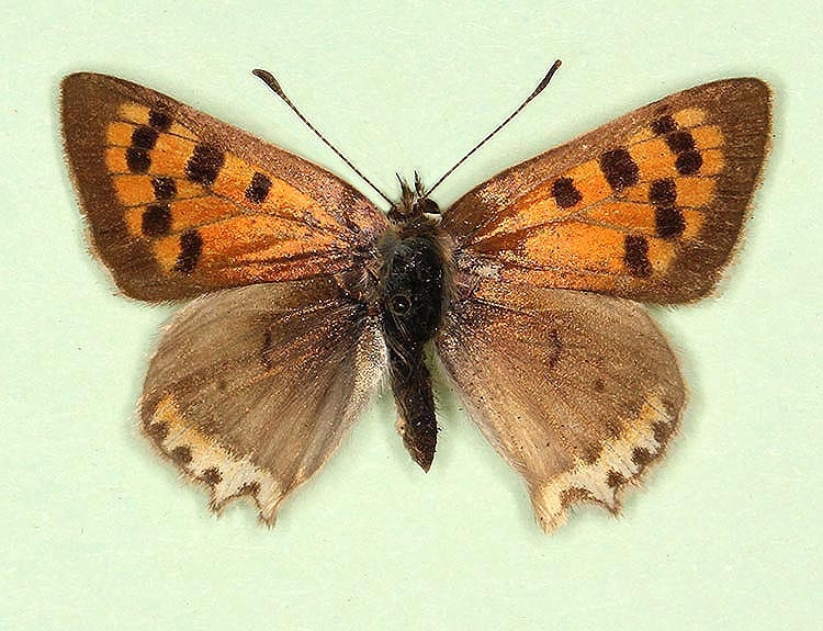 Small Copper (Lycaena phlaeas) butterfly aberrations
