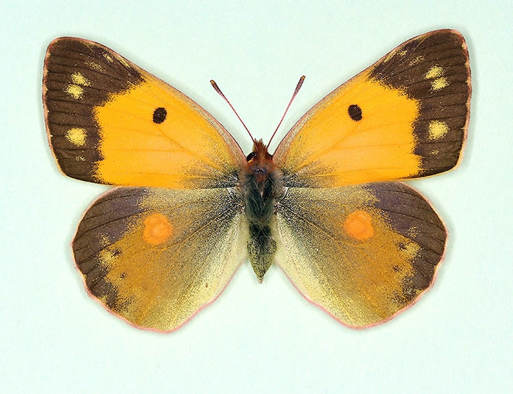 Clouded Yellow (Colias croceus) butterfly aberrations